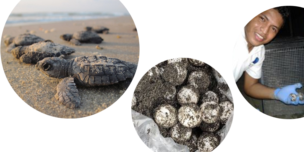 Save the turtles with the Help Them Help Themselves Foundation and Vida ...
