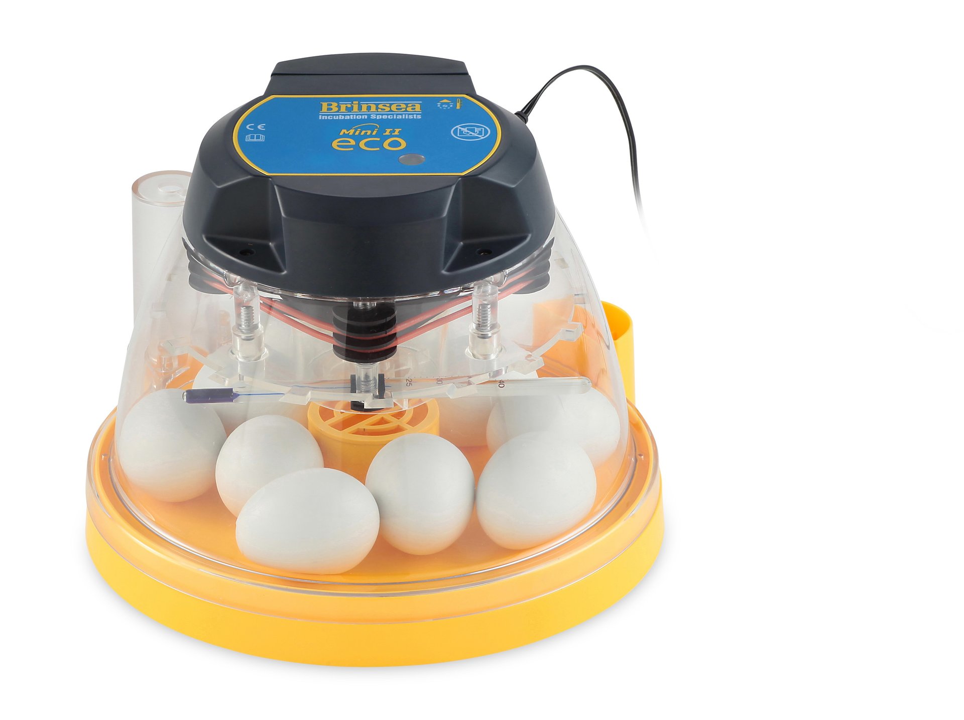 Fertile Hatching eggs for sale and guide