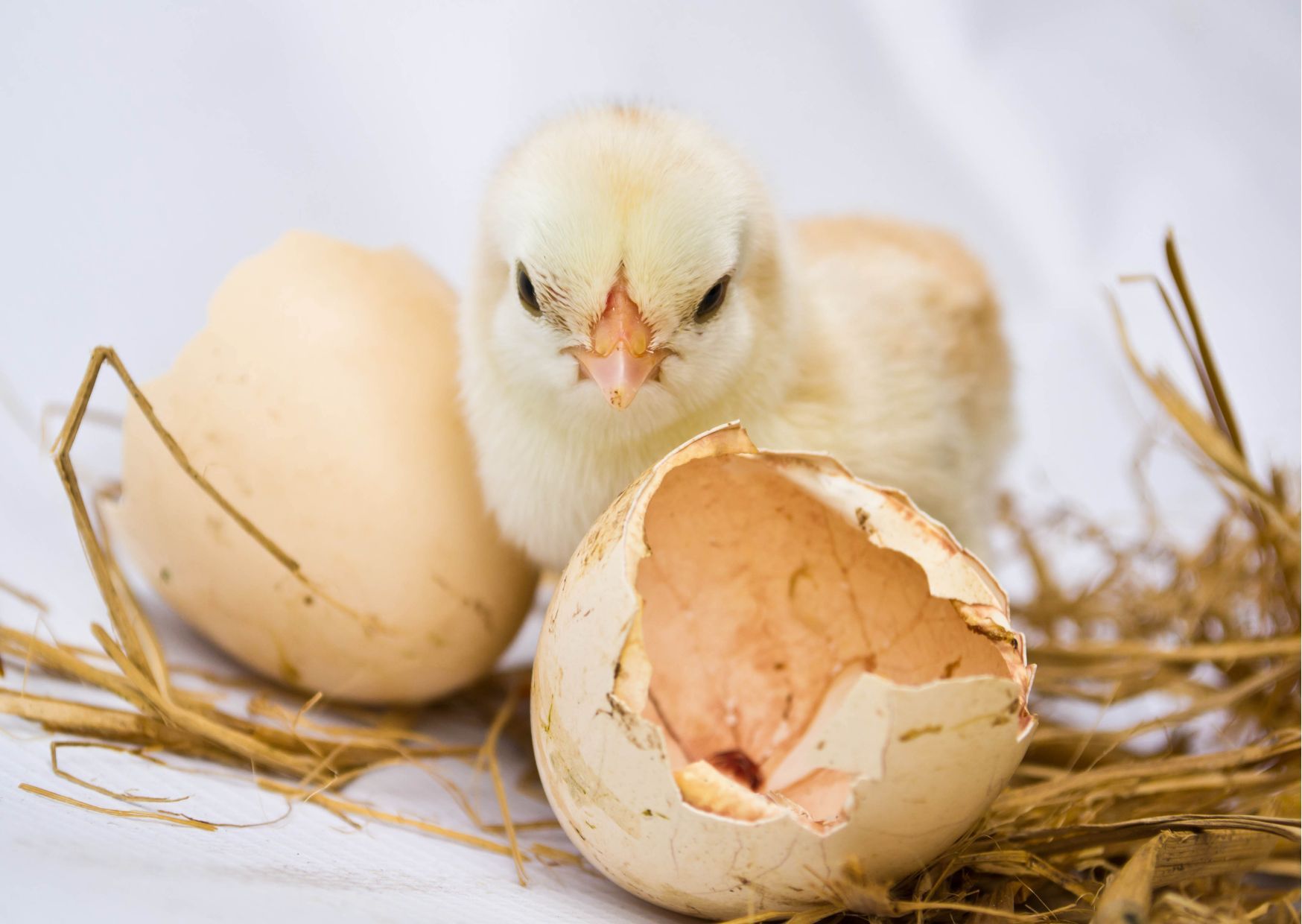 Fertile Hatching eggs for sale and guide