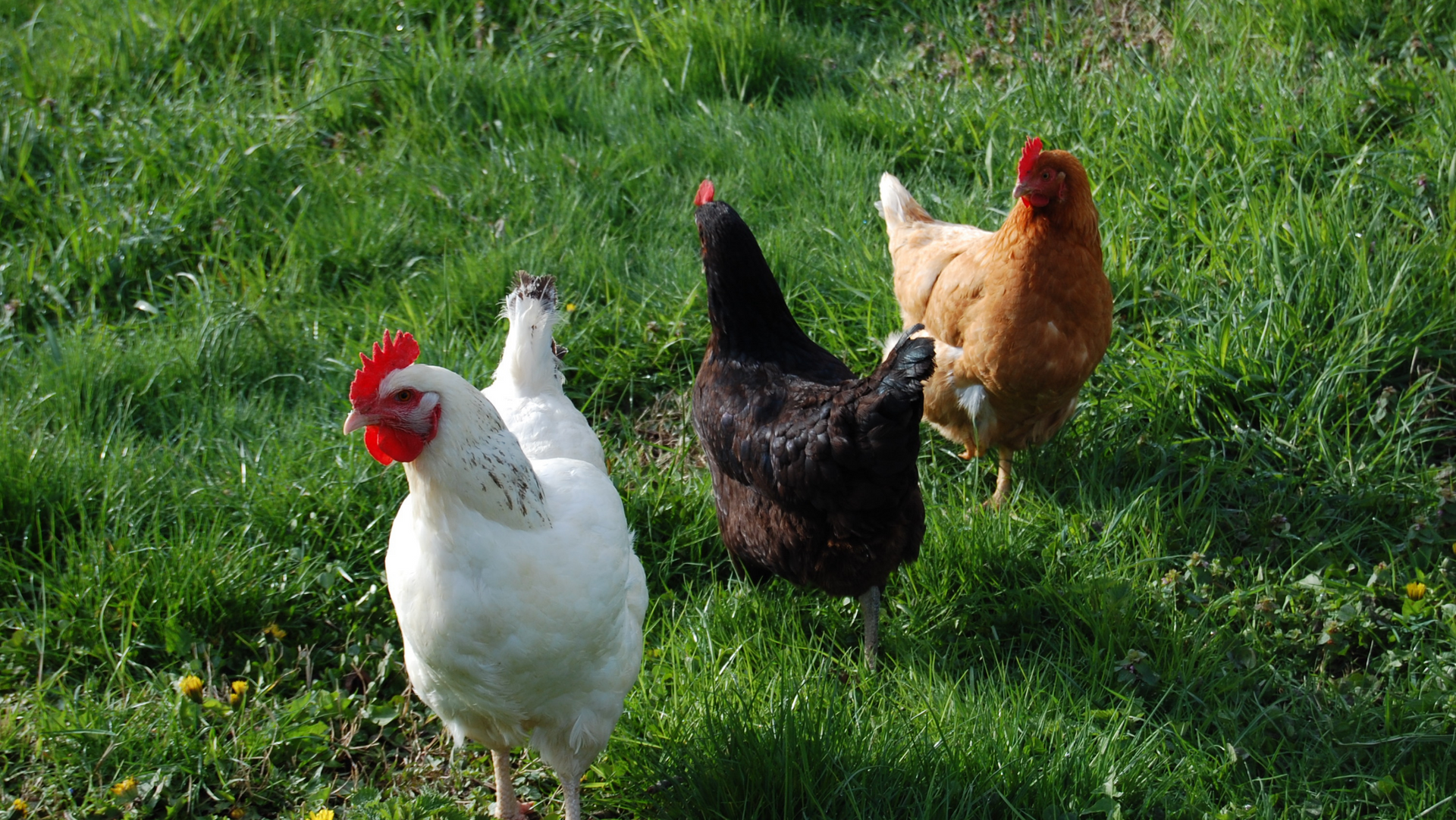 Hens for sale at Durham Hens