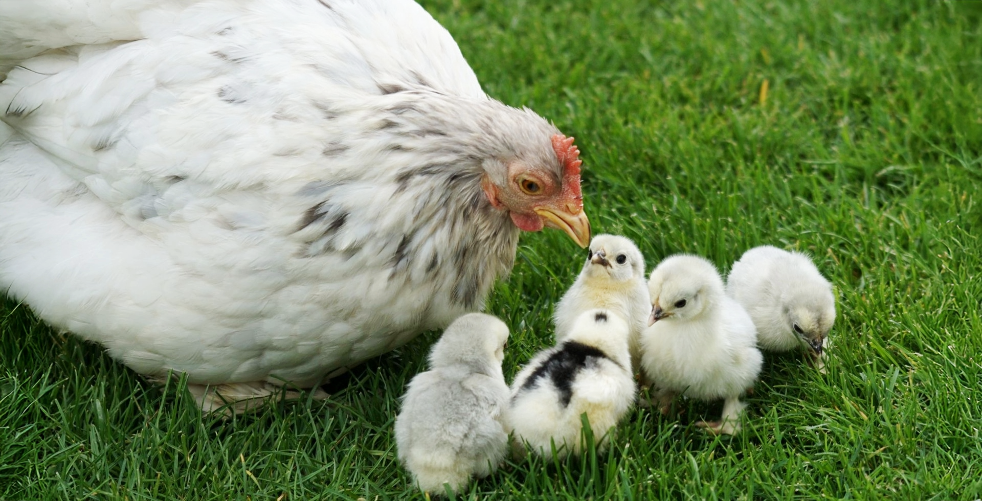 Guide to rearing chicks for beginners
