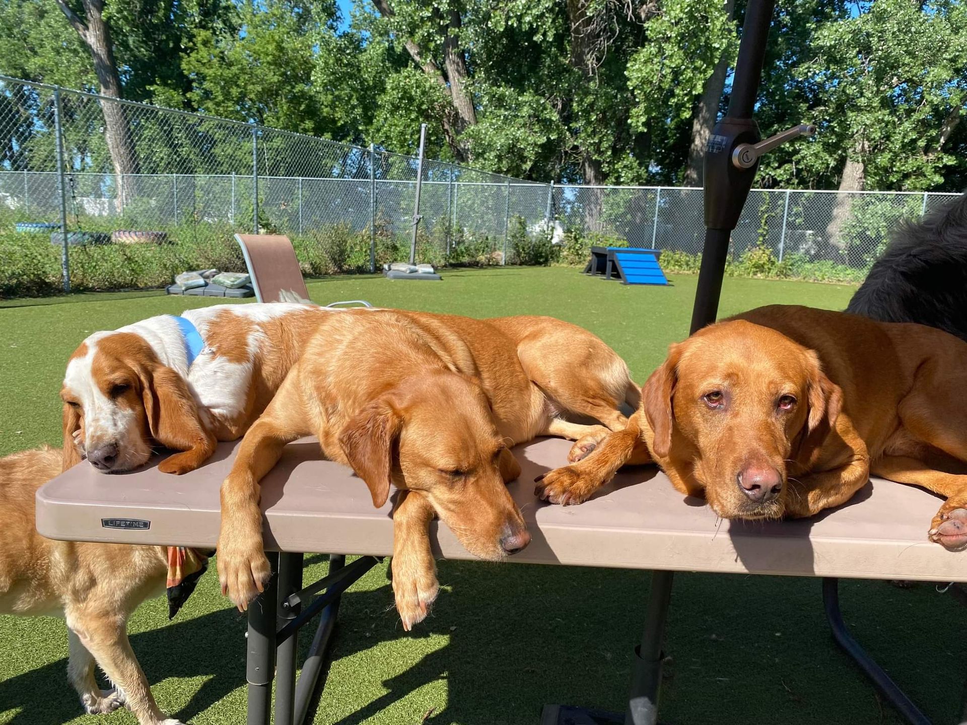 Stay and Play Pet Resort | Gallery