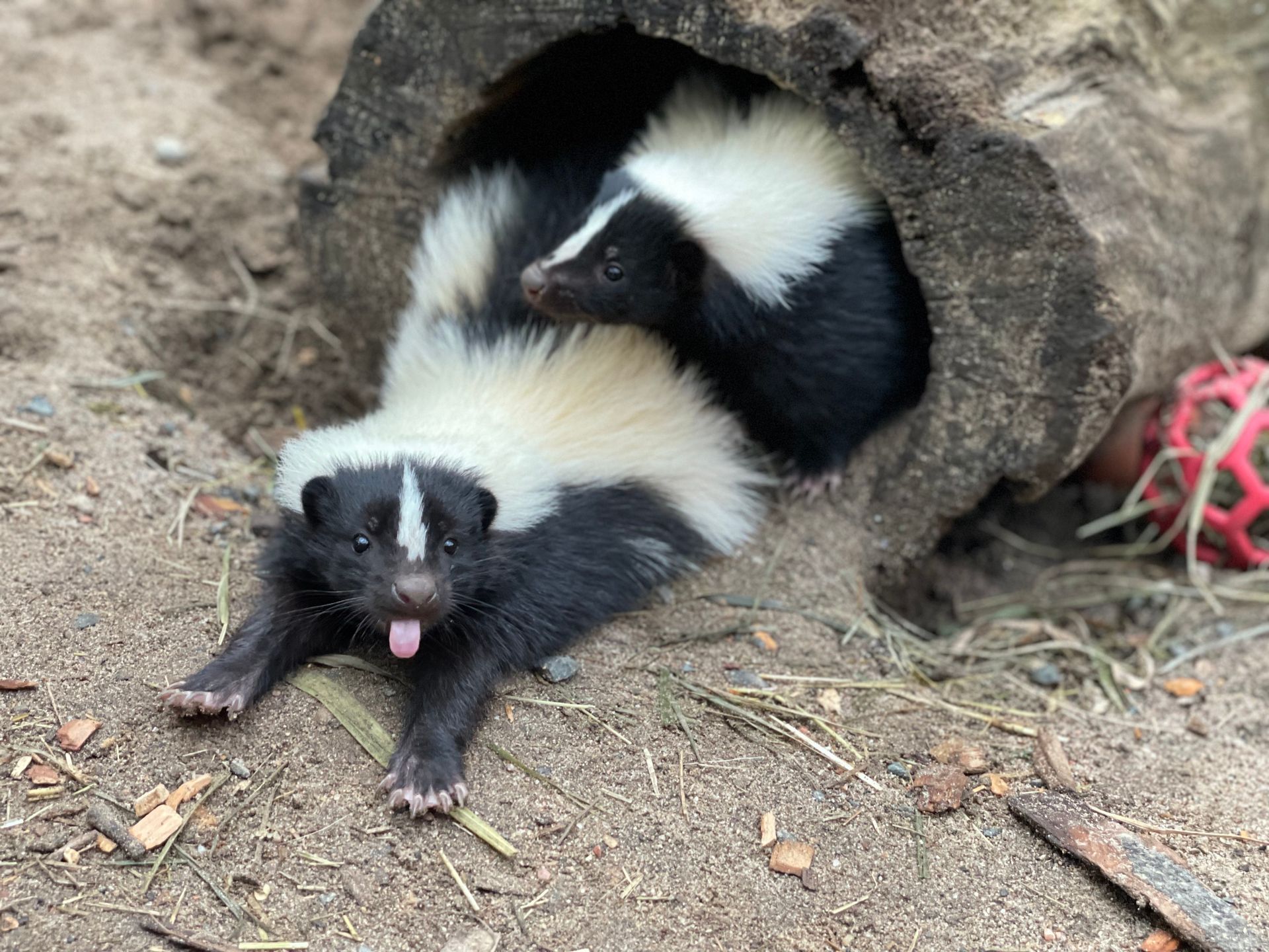 The Zoo in Forest Park Animals