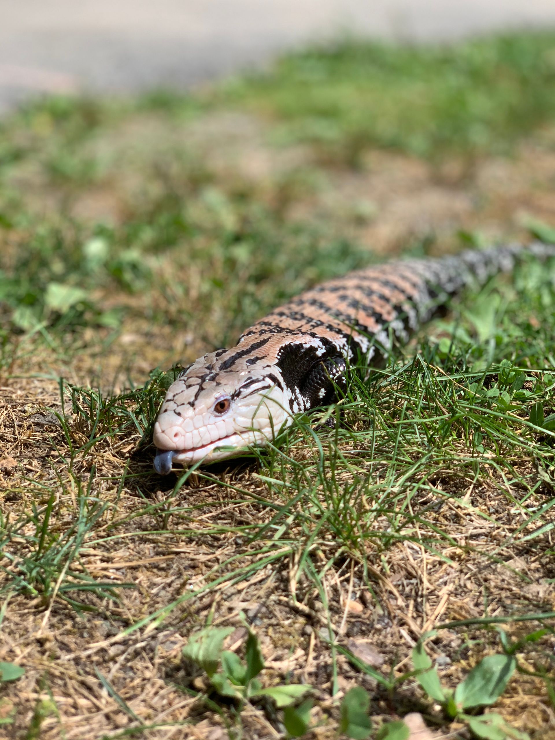 The Zoo in Forest Park Animals