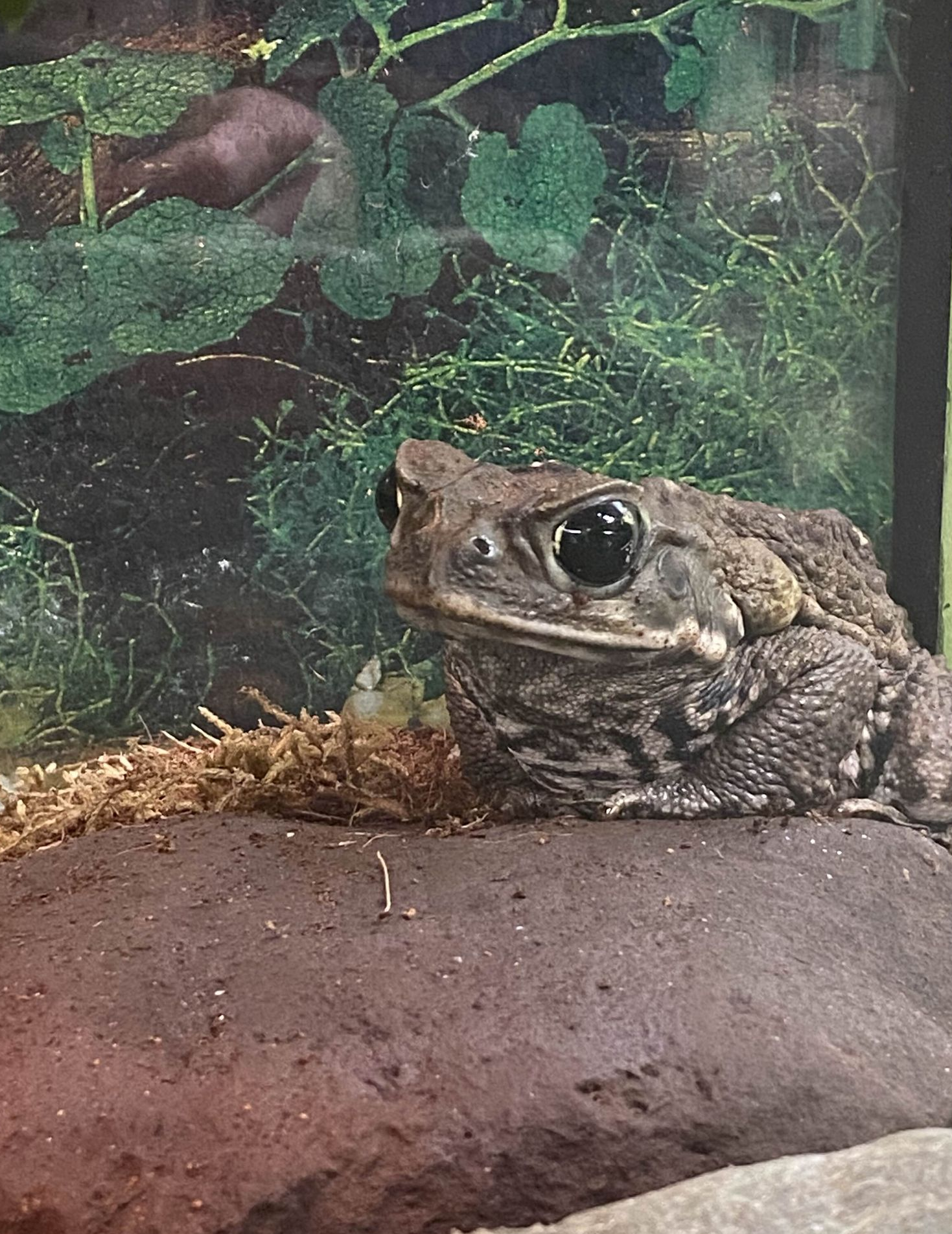 The Zoo in Forest Park Animals