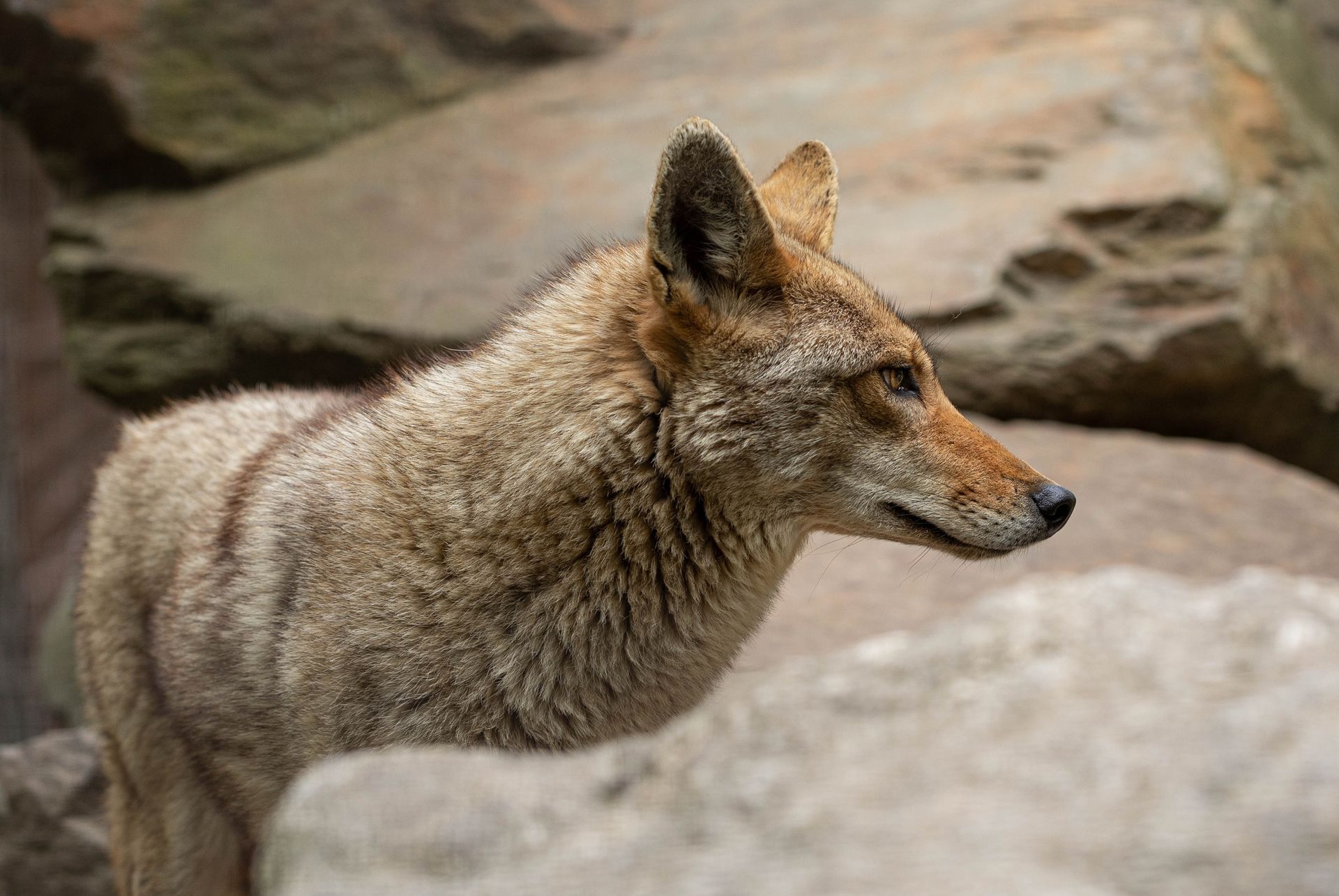 The Zoo in Forest Park Animals