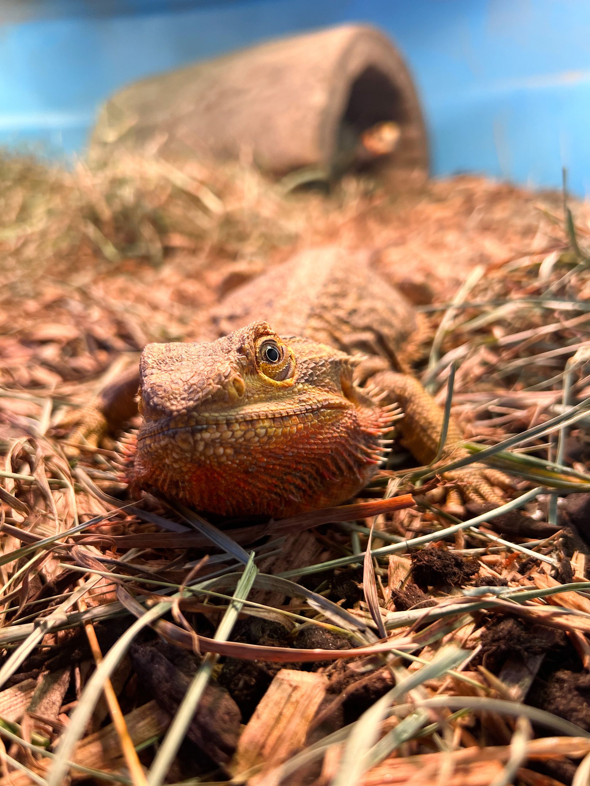 The Zoo in Forest Park Animals