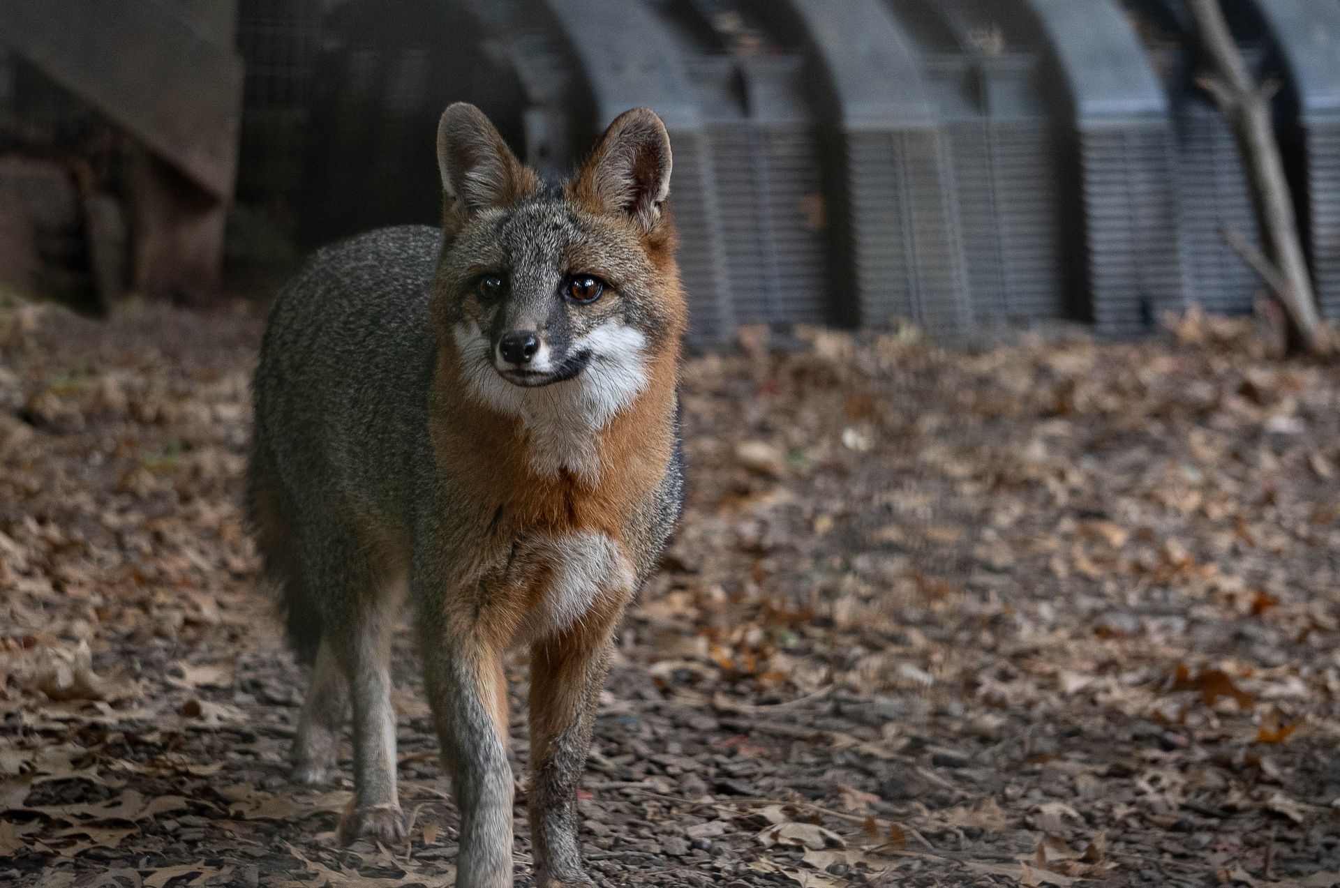 The Zoo in Forest Park Animals