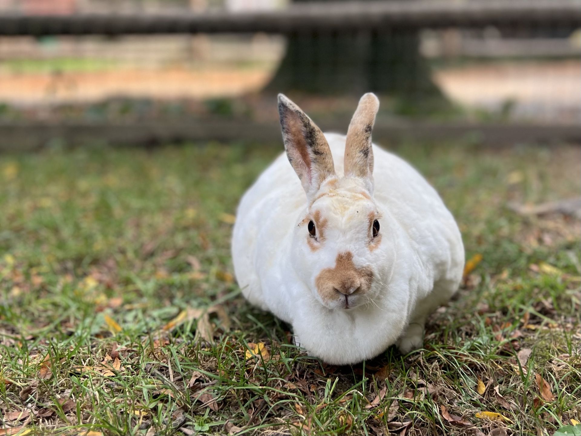 The Zoo in Forest Park Animals