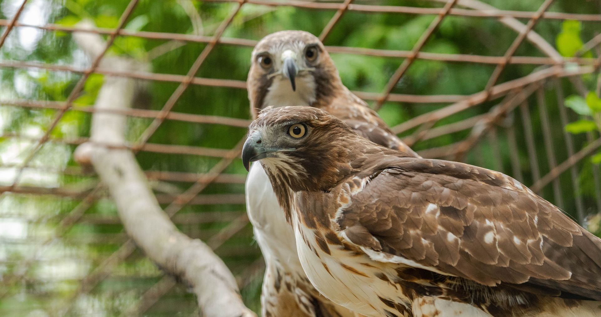The Zoo in Forest Park Animals