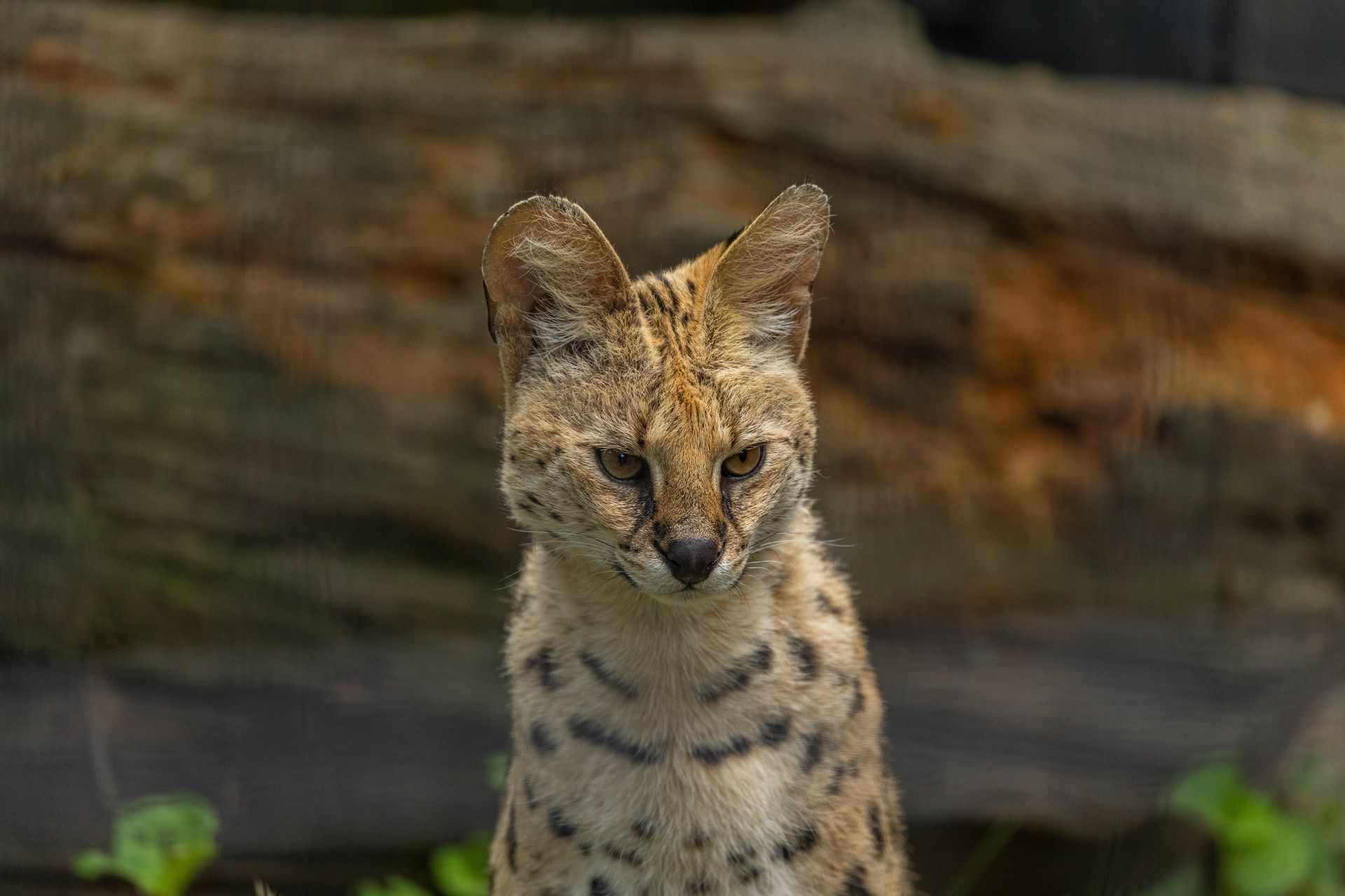 The Zoo in Forest Park Animals