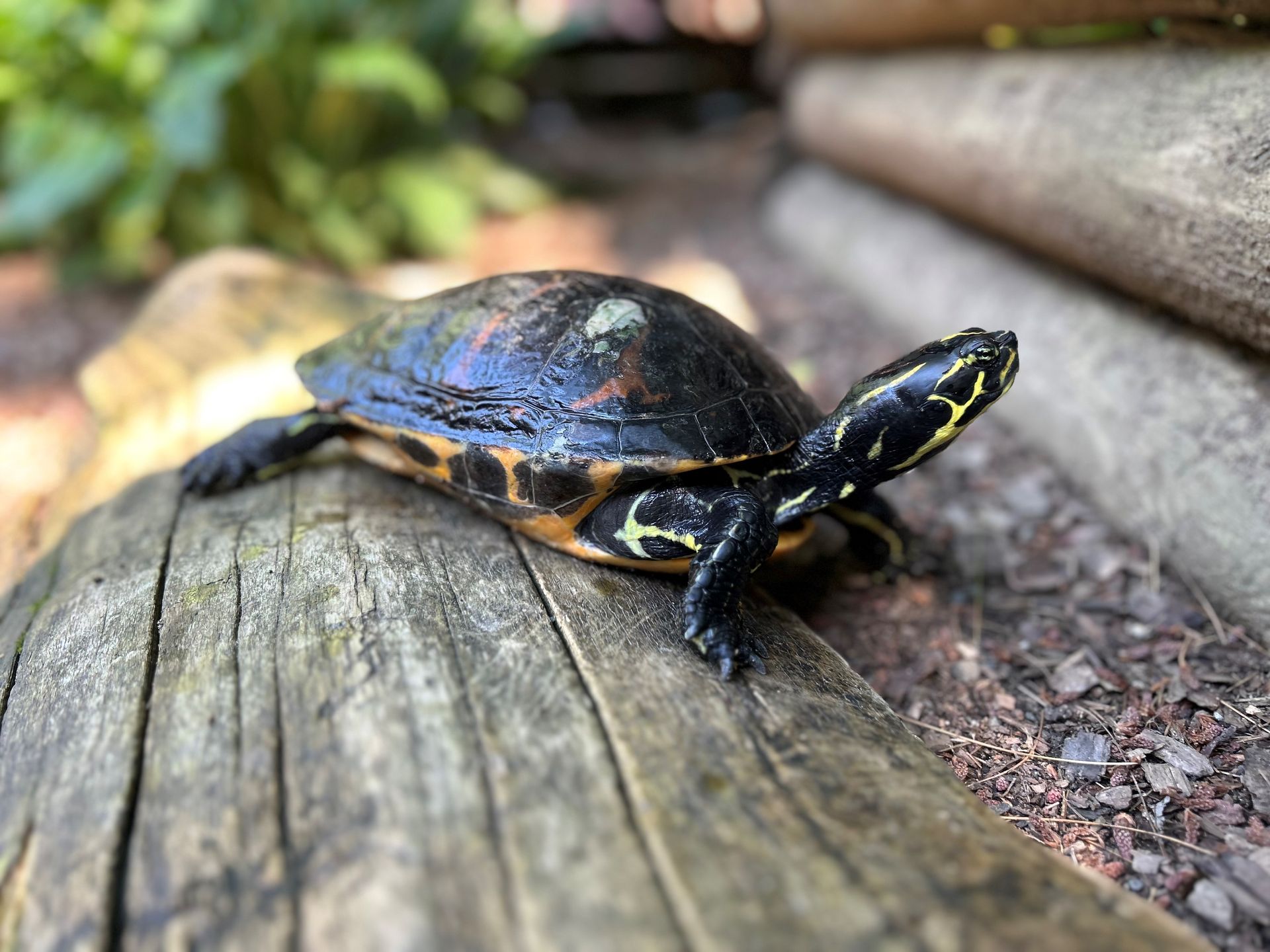 The Zoo in Forest Park Animals
