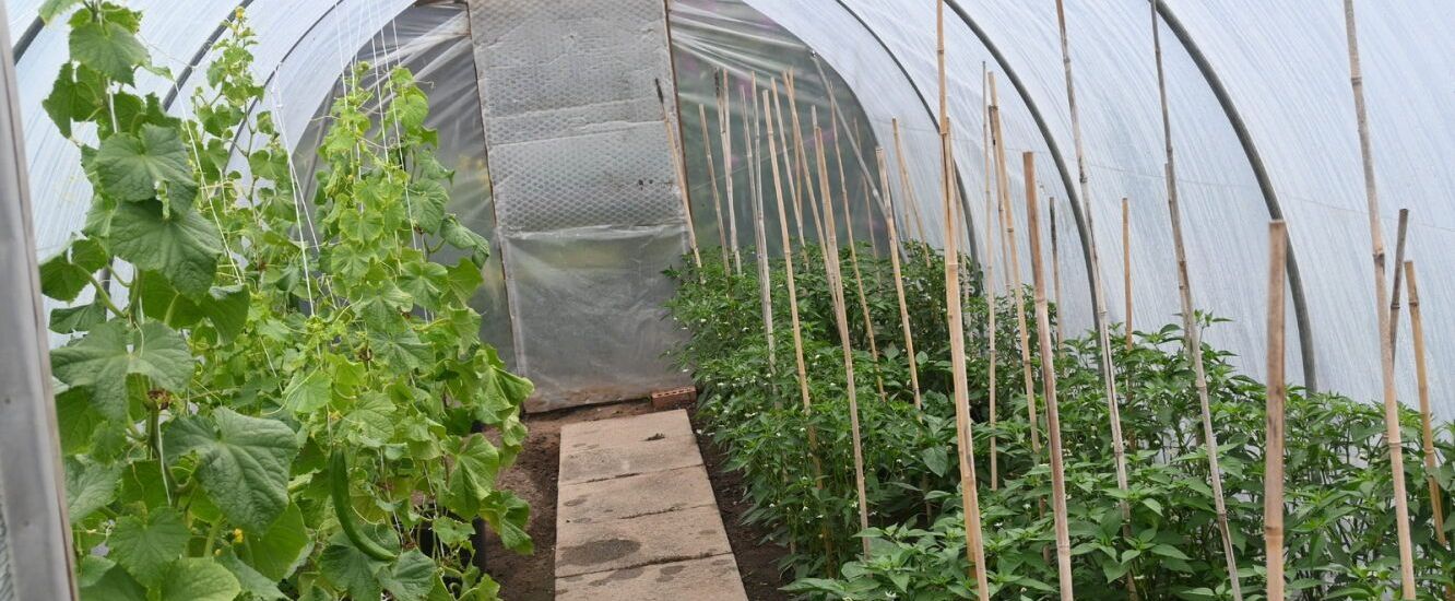 The Wellbeing Garden at HMP Dumfries