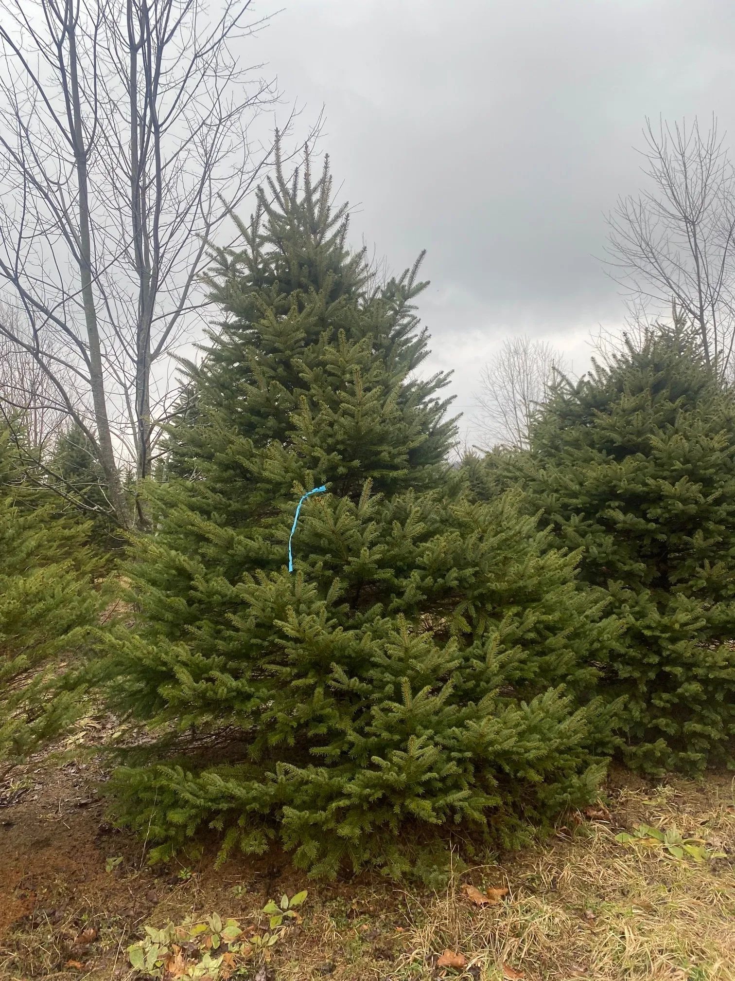 Gallery | Bruce Helsel Tree Farm | Traverse City, MI