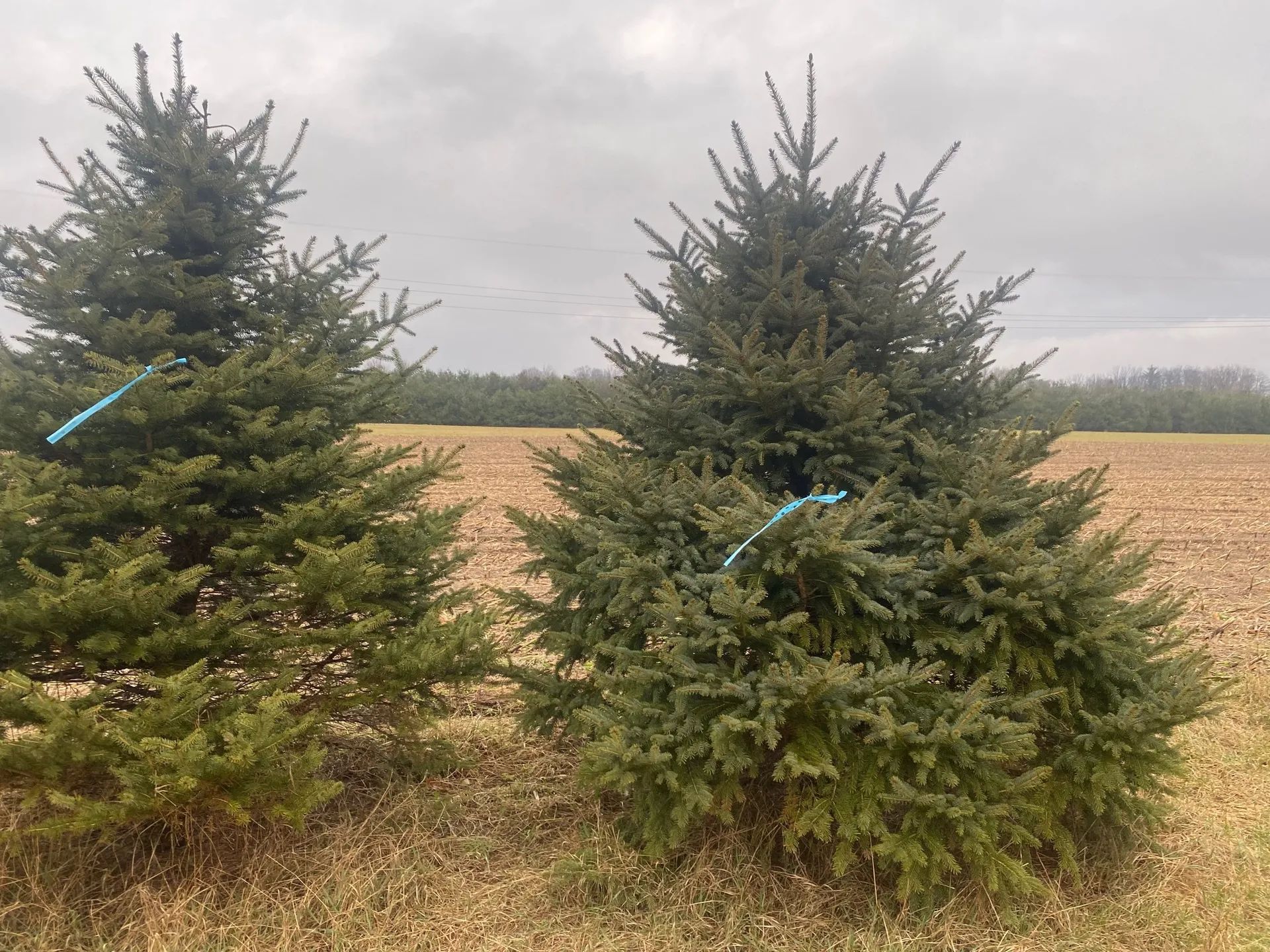 Gallery | Bruce Helsel Tree Farm | Traverse City, MI