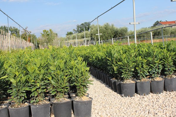 Vivaio a Alatri (FR) | Azienda Agricola Vivaio Piante Mariani-Lanzi