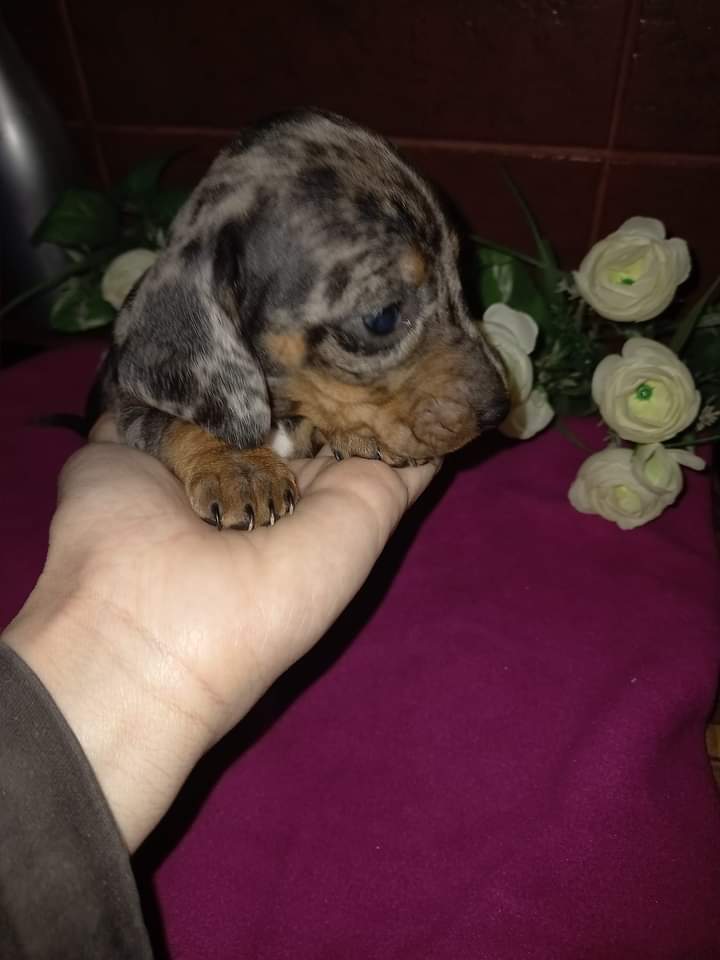 Mini Caniches & Salchichas | Criadero de Perros | CBA