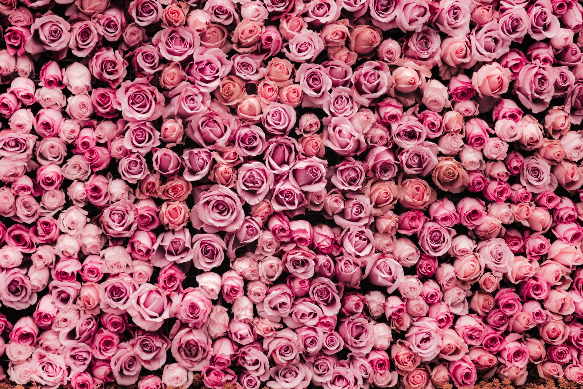 Flower Wall Rentals | Project Backdrops