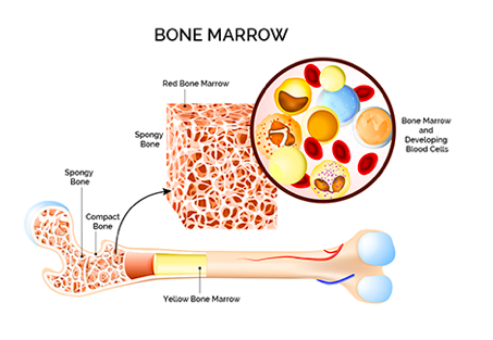 Transplantacija koštane srži