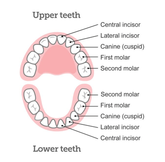 MLIJEČNI VS. STALNI ZUBI Dentes decidui vs. Dentes permanentes