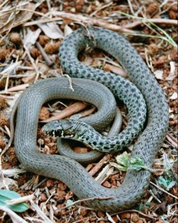 UJELA ME ZMIJA ! - ŠTA SADA