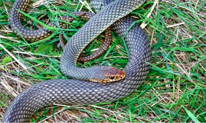 UJELA ME ZMIJA ! - ŠTA SADA