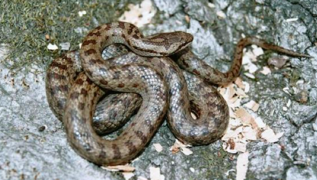 UJELA ME ZMIJA ! - ŠTA SADA