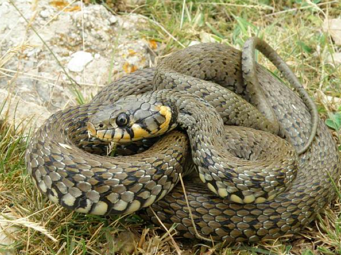 UJELA ME ZMIJA ! - ŠTA SADA