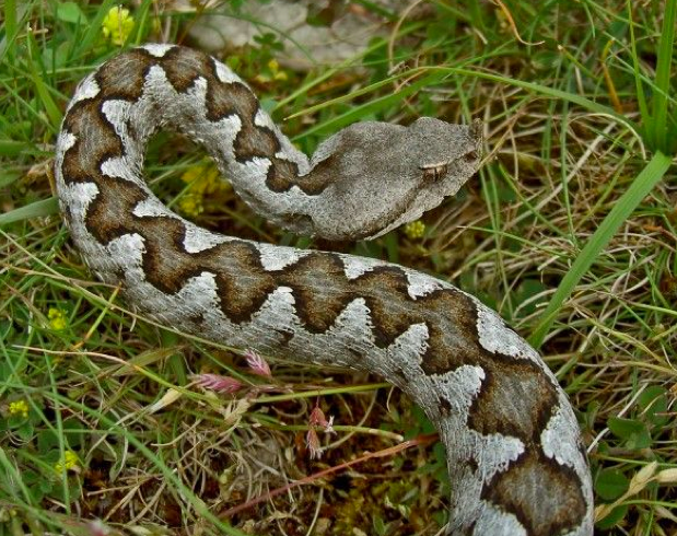 UJELA ME ZMIJA ! - ŠTA SADA