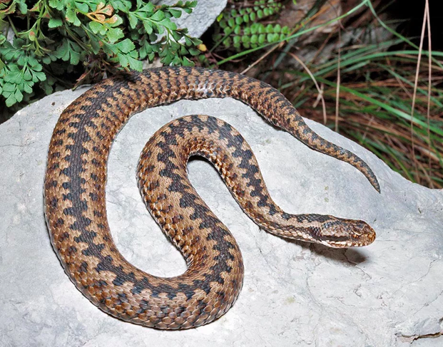 UJELA ME ZMIJA ! - ŠTA SADA