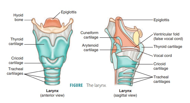 Laringitis