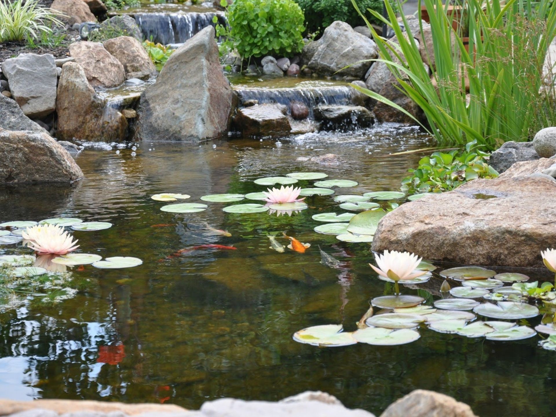 Creating Ecosystem Koi Ponds with ease