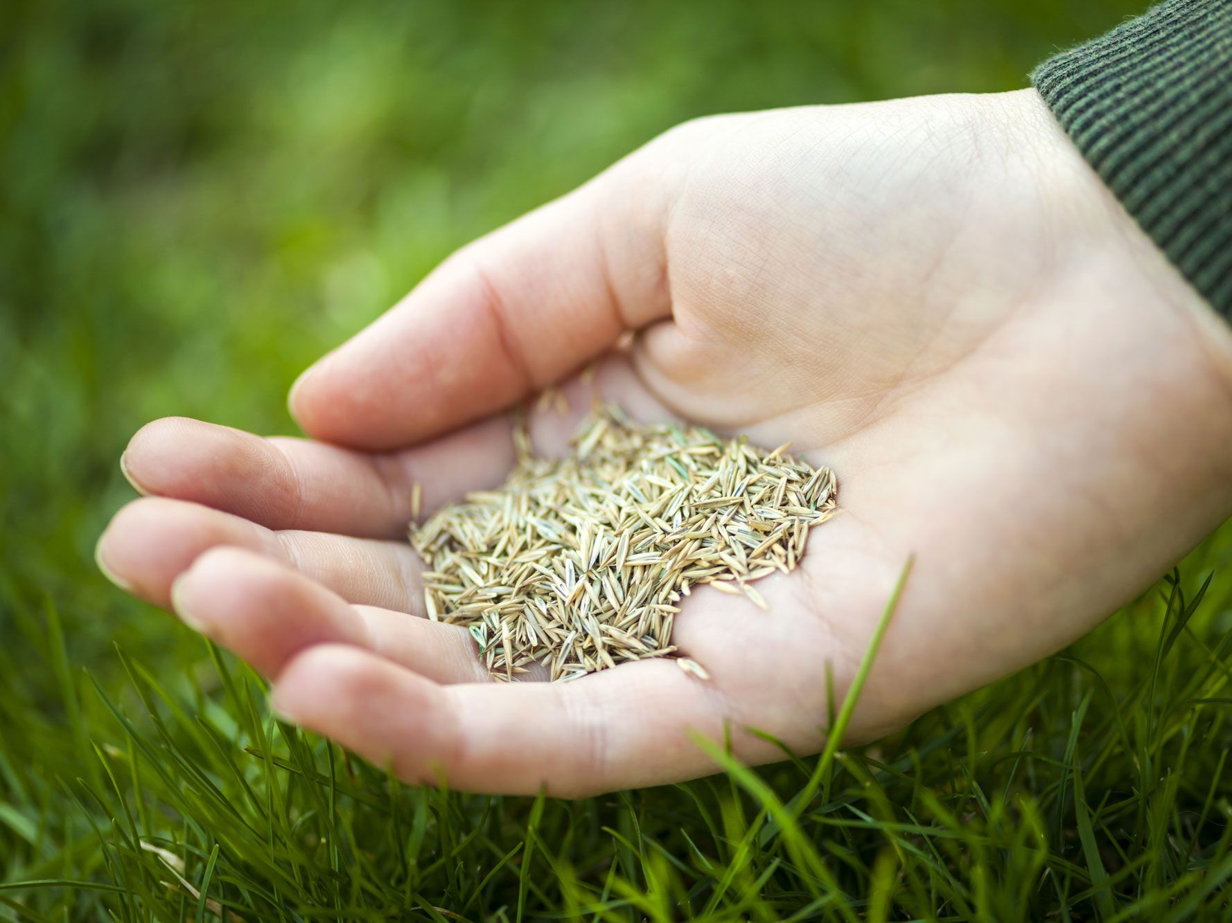 Lawn Seeds | Kissimmee, FL- Central Florida Seed, Inc.