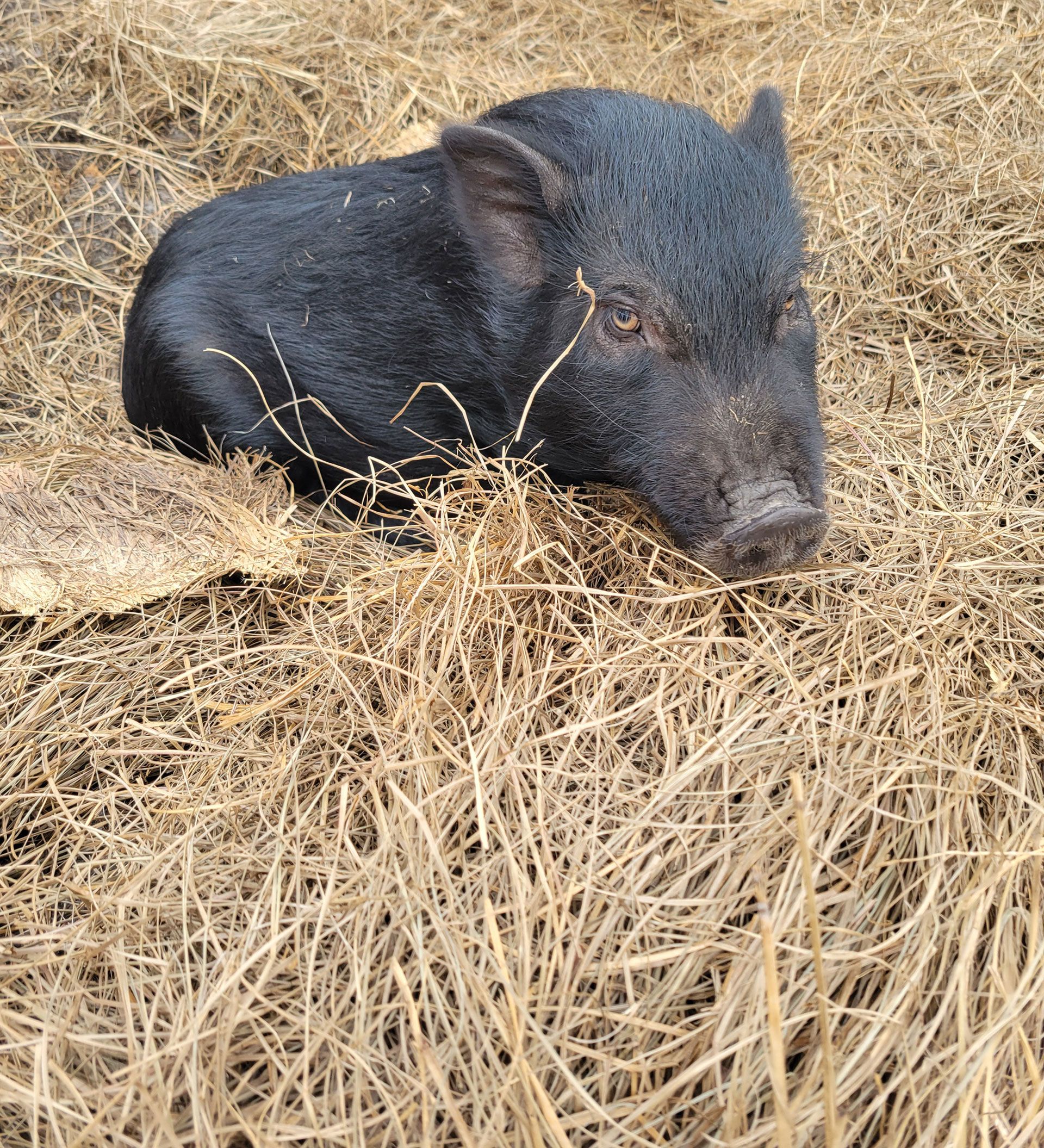 Countryside Farm & Venue - Lakeland, FL - Parent Pigs