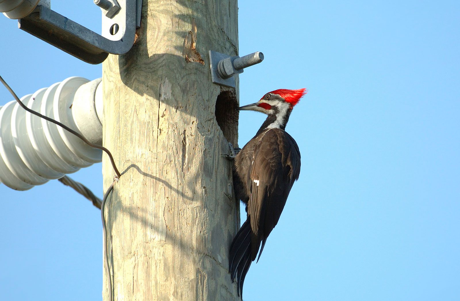 Types of Utility Poles: Wood vs. Steel vs. Concrete vs. Composite—Which ...