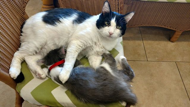 View Our Gallery | Cut The Crap Pet Services