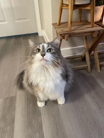 View Our Gallery | Cut The Crap Pet Services