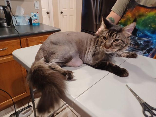 View Our Gallery | Cut The Crap Pet Services