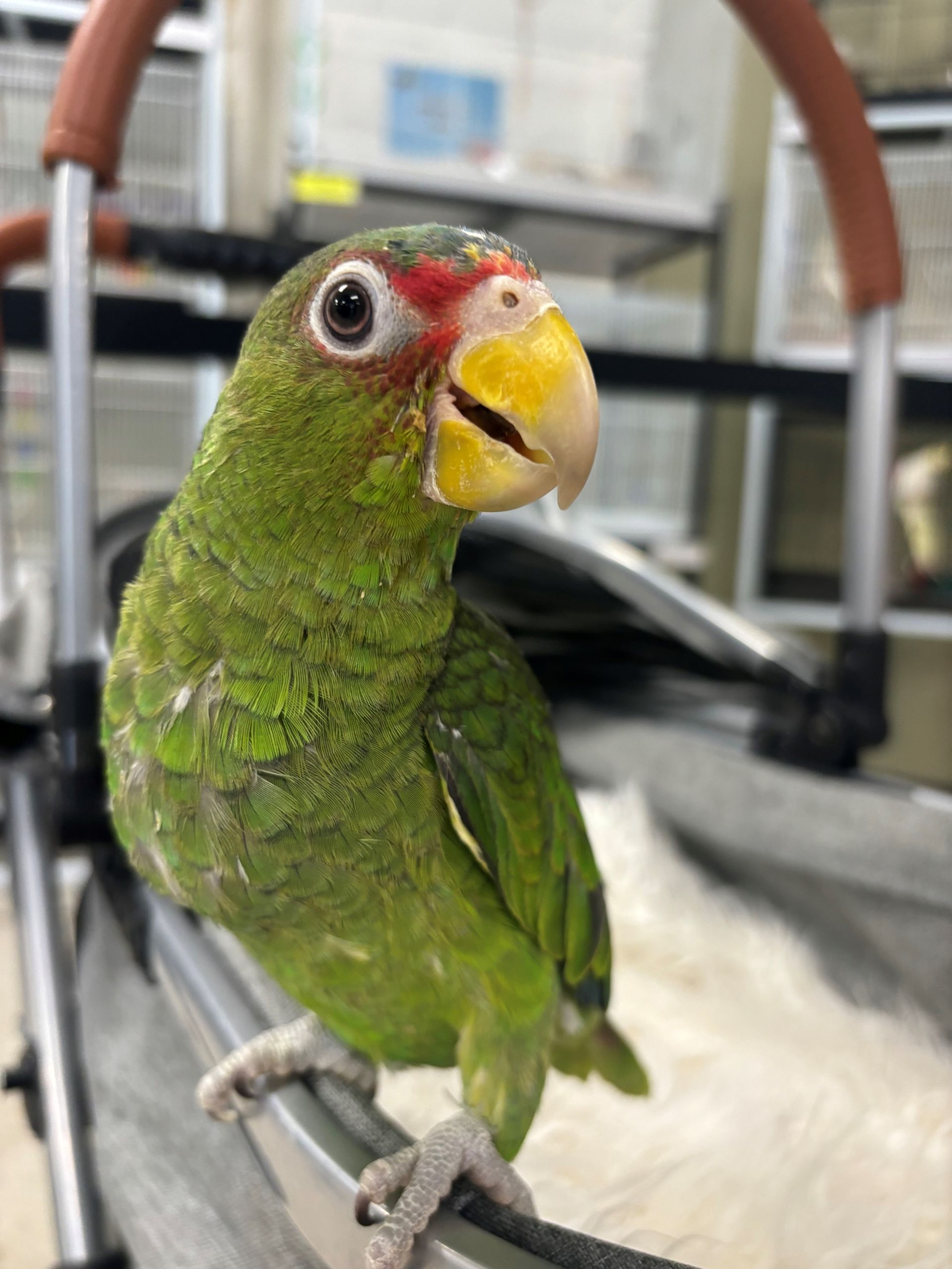 A Parrots Cove Gallery: A Visual Journey into Our Avian Paradise