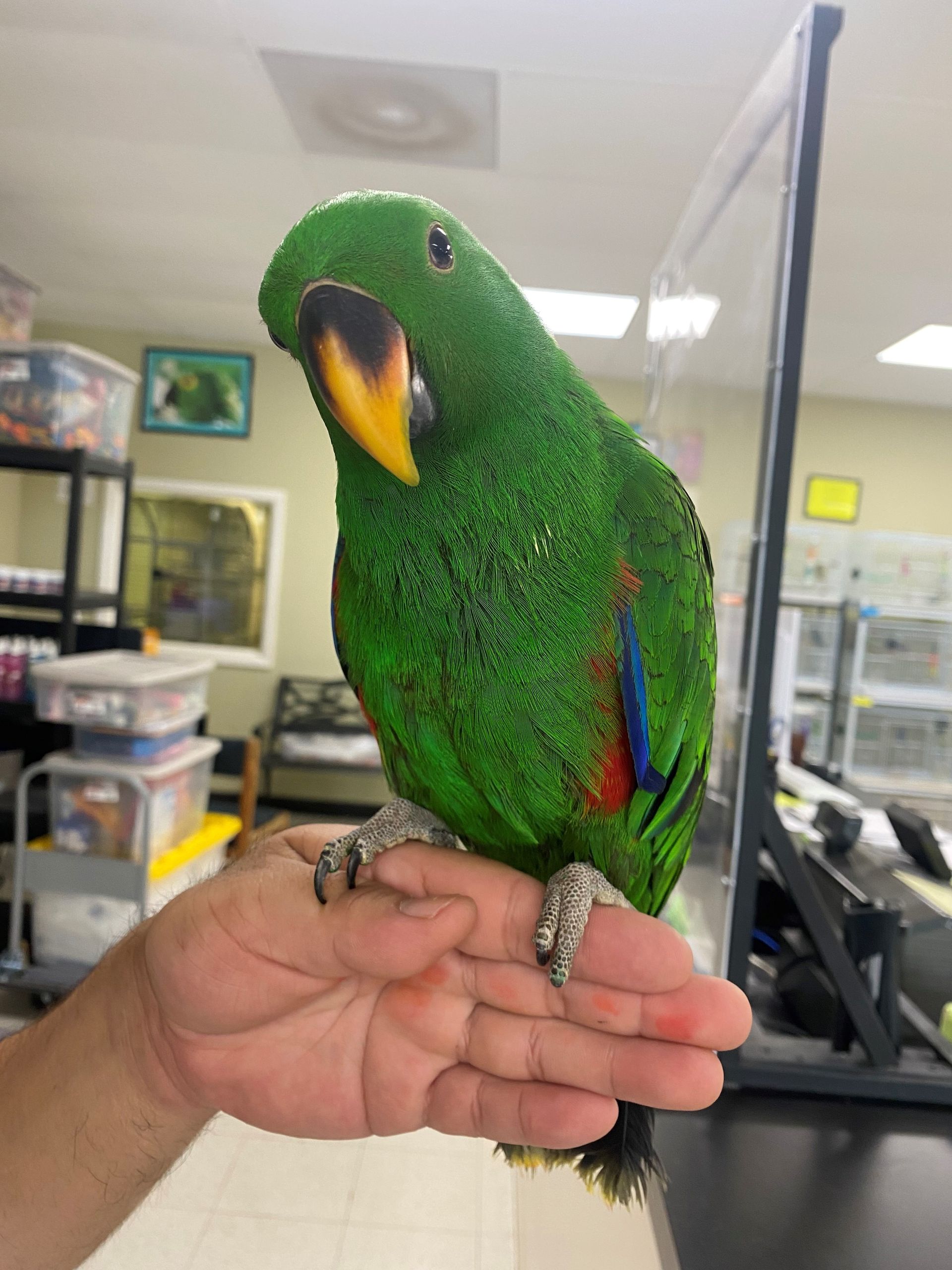 A Parrots Cove Gallery: A Visual Journey into Our Avian Paradise