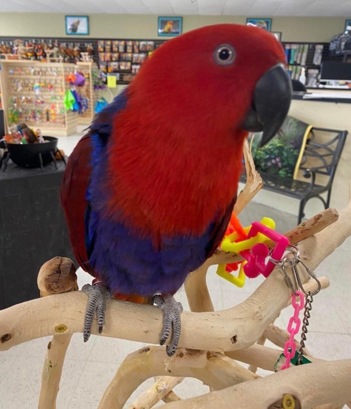 A Parrots Cove Gallery: A Visual Journey into Our Avian Paradise