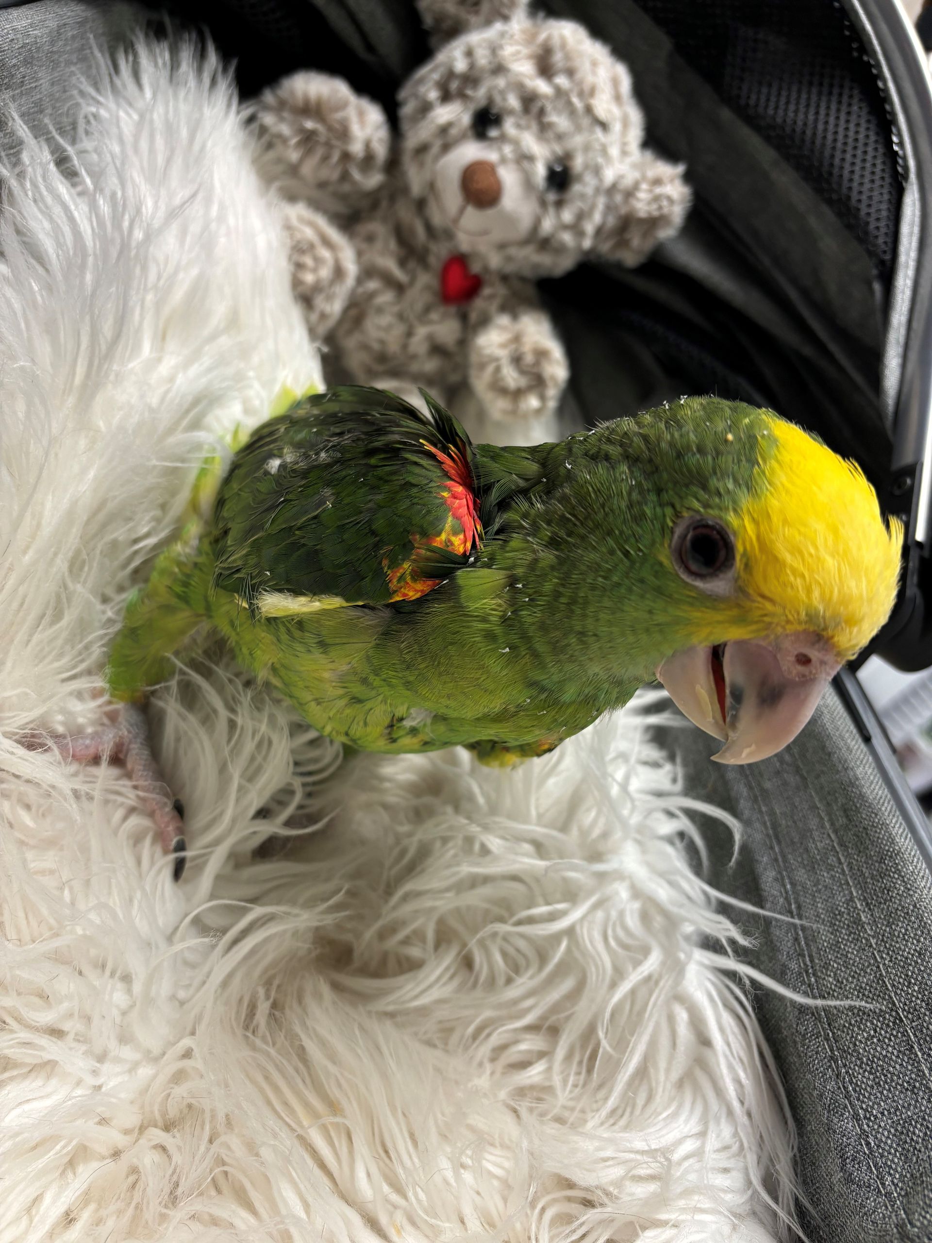 A Parrots Cove Gallery: A Visual Journey into Our Avian Paradise