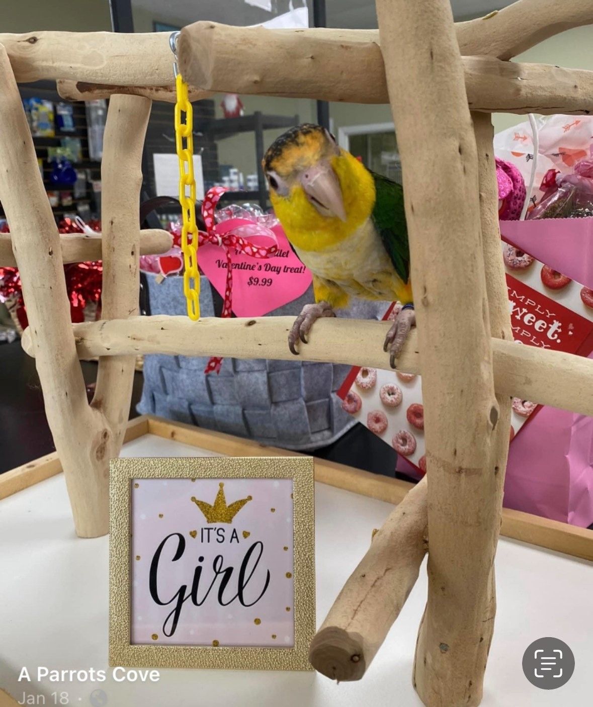 A Parrots Cove Gallery: A Visual Journey into Our Avian Paradise