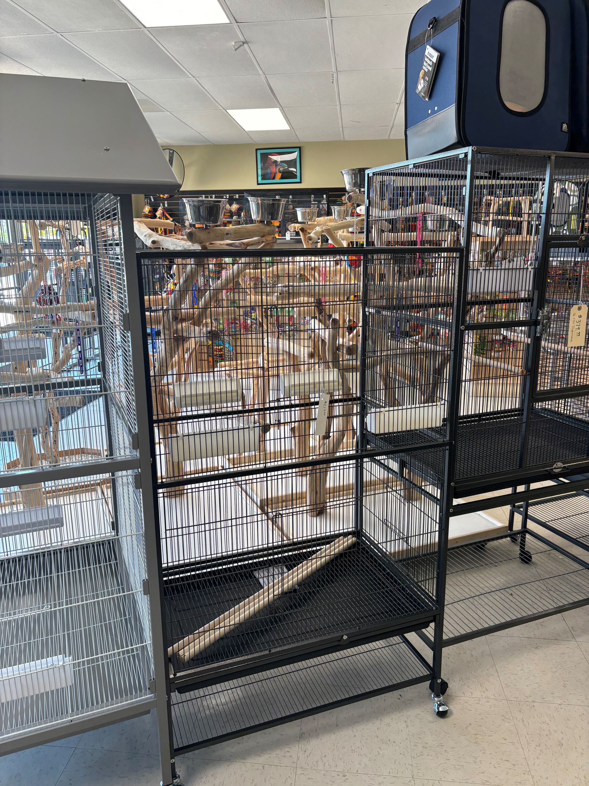 A Parrots Cove Gallery: A Visual Journey into Our Avian Paradise