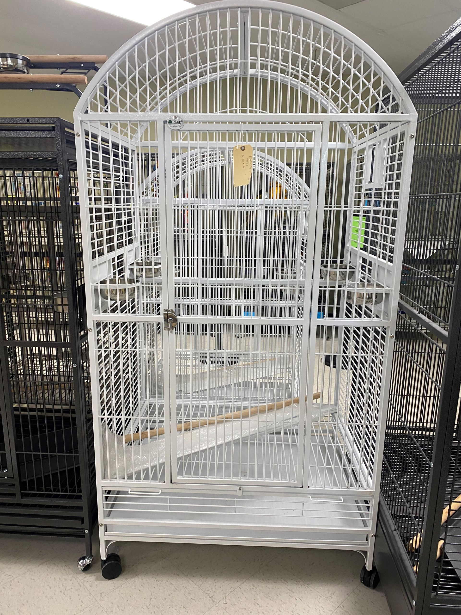 A Parrots Cove Gallery: A Visual Journey into Our Avian Paradise