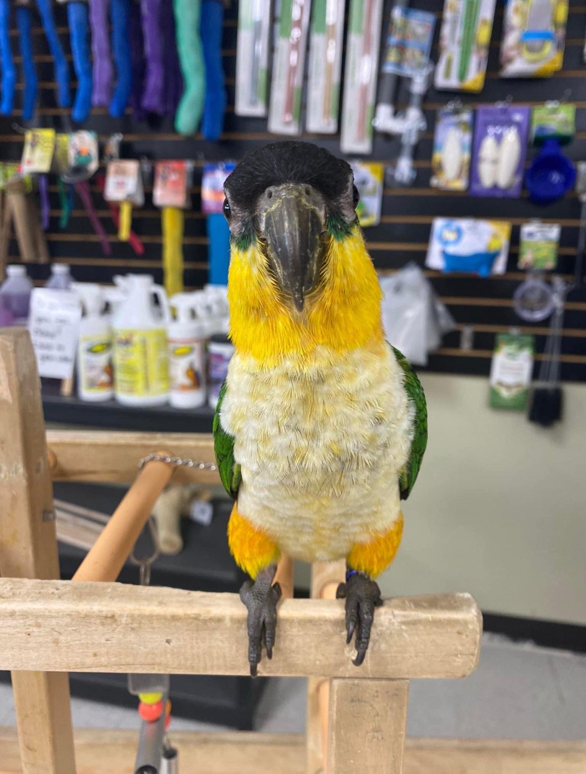 A Parrots Cove Gallery: A Visual Journey into Our Avian Paradise