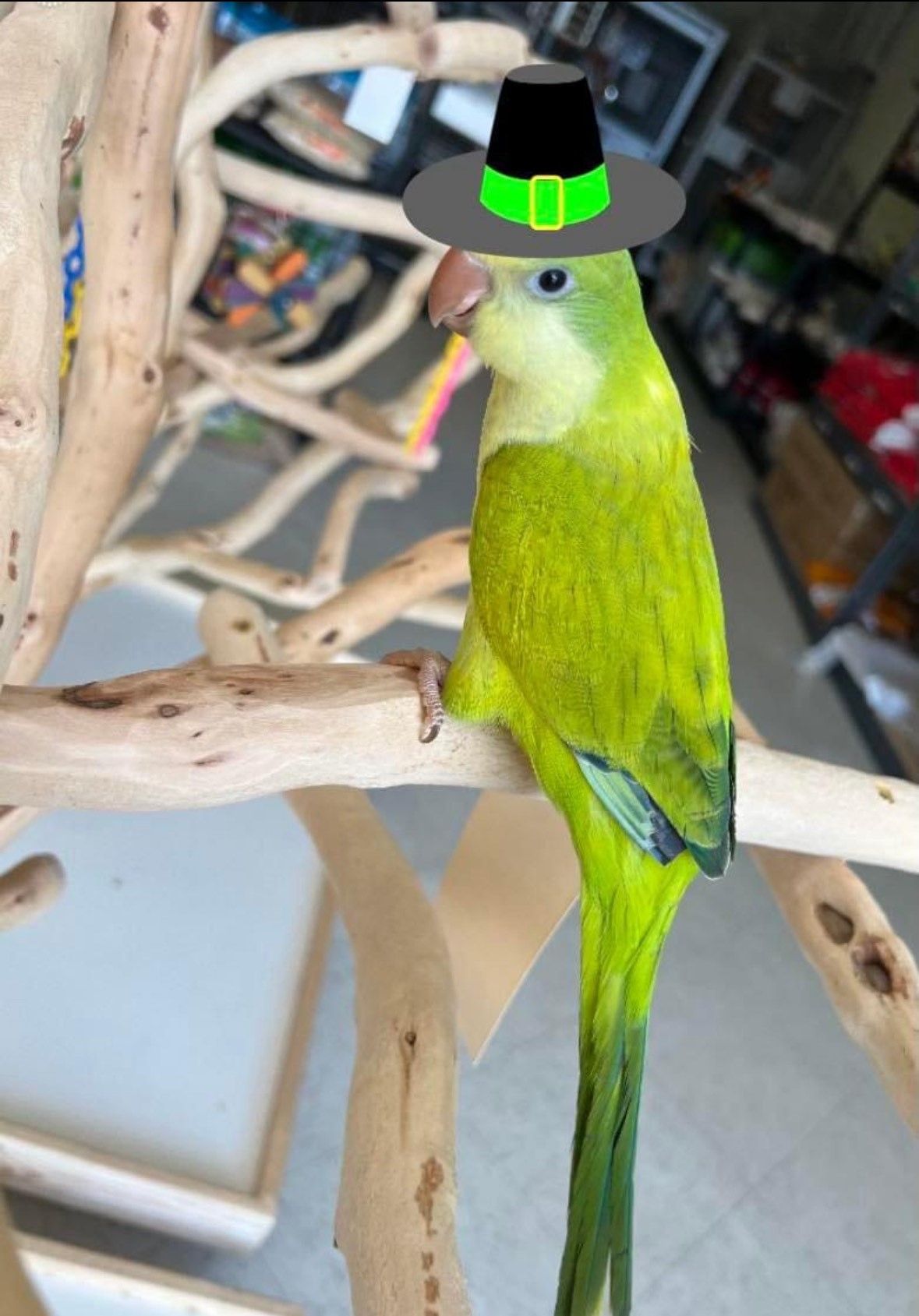 A Parrots Cove Gallery: A Visual Journey into Our Avian Paradise