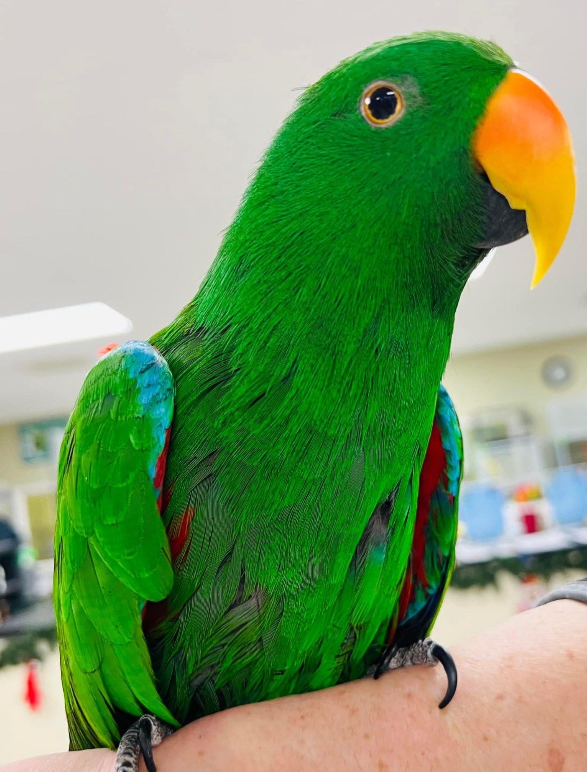 A Parrots Cove Gallery: A Visual Journey into Our Avian Paradise