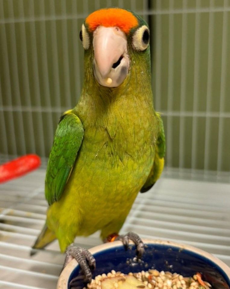 A Parrots Cove Gallery: A Visual Journey into Our Avian Paradise