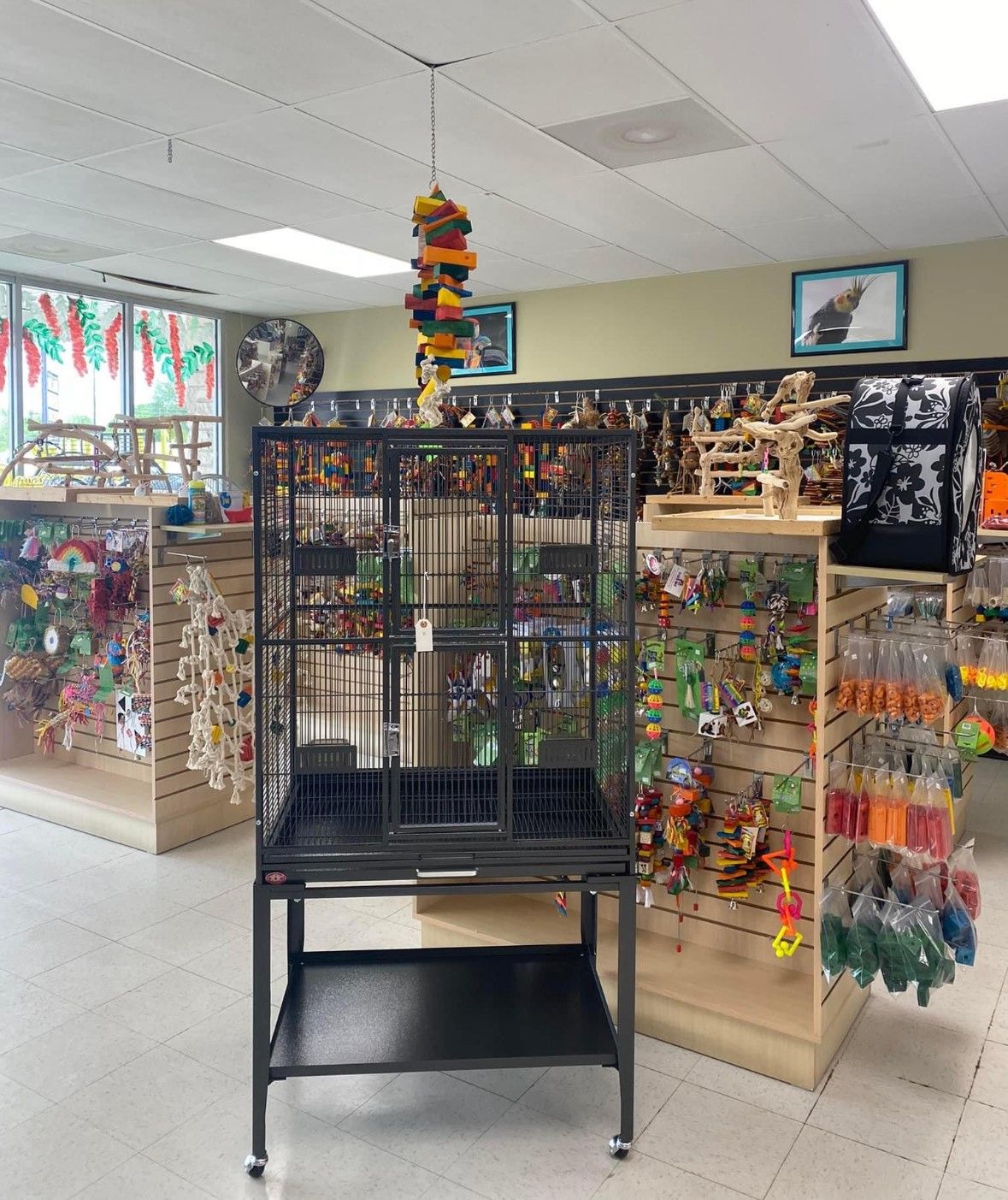 A Parrots Cove Gallery: A Visual Journey into Our Avian Paradise